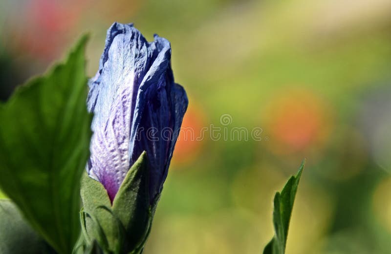 A blue Malva blossom stock image. Image of malva, garden - 272855831
