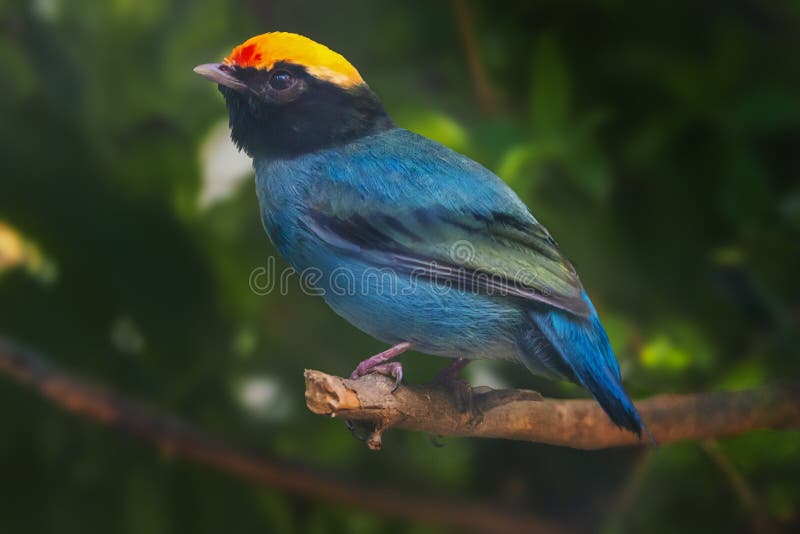 Blue manakin bird stock image. Image of birds, cute - 347562941