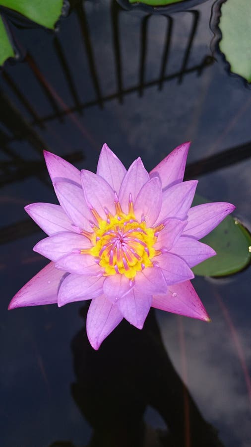 Nil Manel Flowers Sri Lanka Stock Photo - Image of 2535, glabrous ...