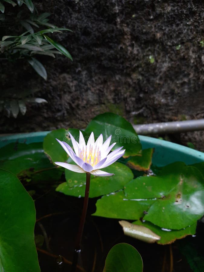 Lankanational Stock Photos - Free & Royalty-Free Stock Photos from ...