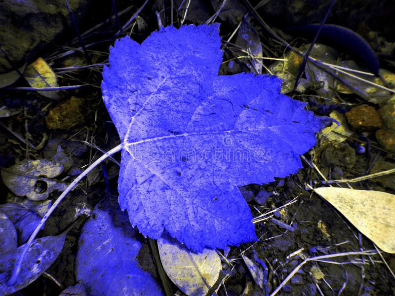 Blue leaf stock photo. Image of forest, pavement, leaf - 126208516