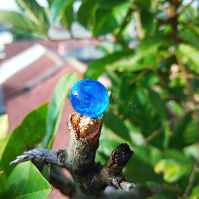 Blue Marbel on the Trunk with the Sunshine Stock Photo - Image of tree ...