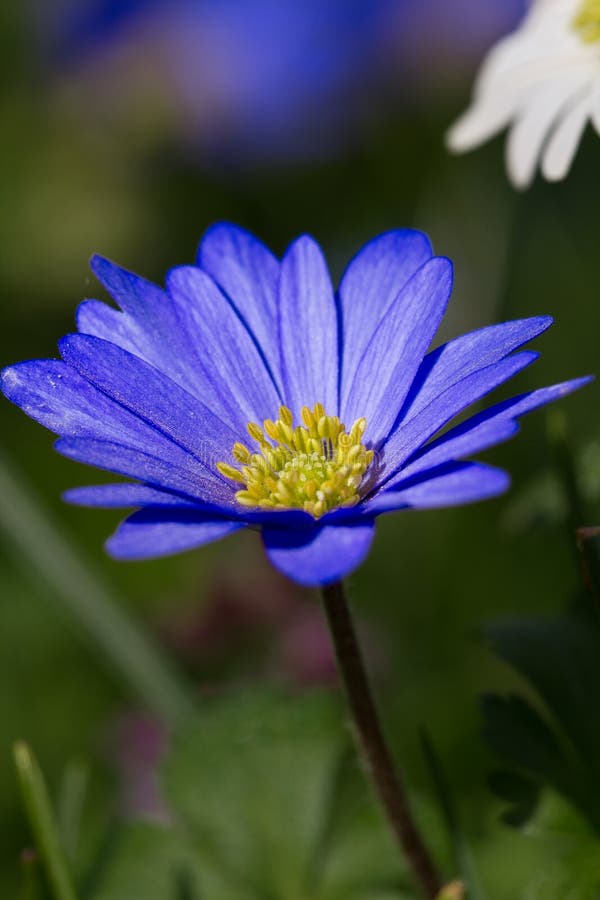 Blue Marguerite stock photo. Image of nature, natural - 18996566