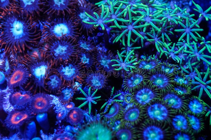 Blue Marine Life Background Stock Photo - Image of turquoise, shades ...