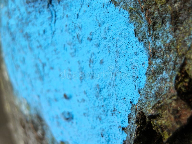 Blue Mark on Bark of Tree in Forest Stock Image - Image of color ...
