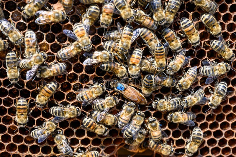 Blue Mark Queen Bee Working Honey Bees Beehive Wax Frame Beekeeping ...