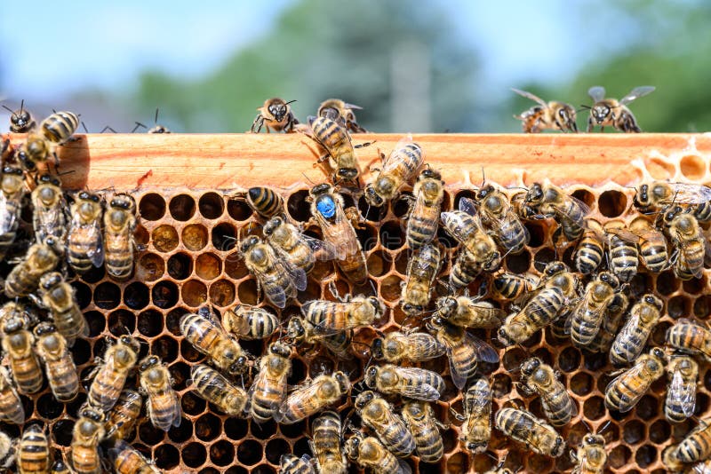 Blue Mark Queen Bee Working Honey Bees Beehive Wax Frame Beekeeping ...