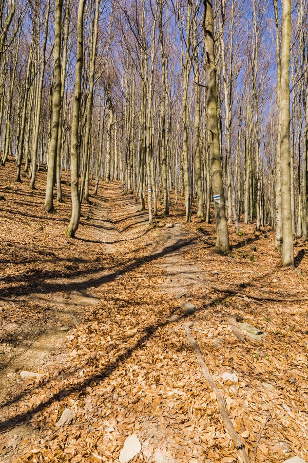 A Blue Marked Walking Trail Led between Beech Trees. Stock Image ...