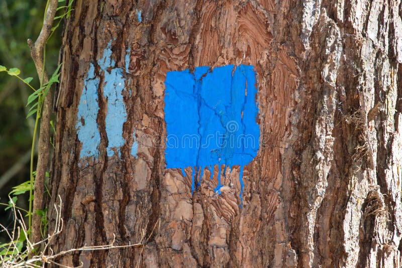 Blue Marking Painted on Pine Tree Stock Photo - Image of bark, boundry ...