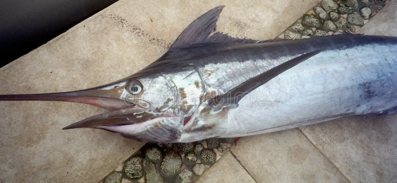 Blue Marlin jumping stock image. Image of marlin, fish - 23688217