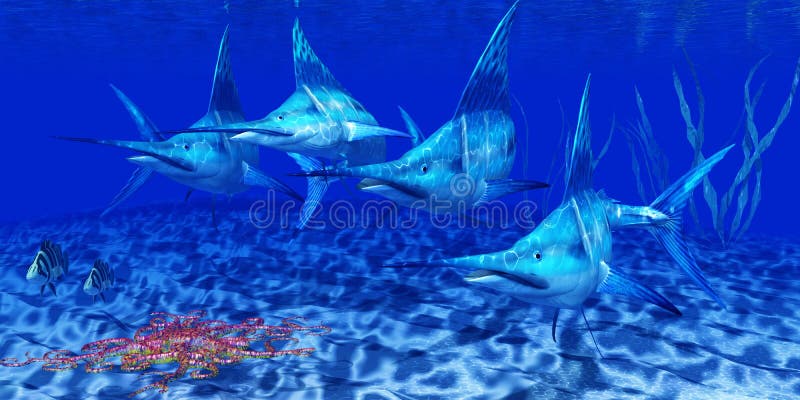 Blue marlin stock photo. Image of saltwater, fast, swimming - 2674672