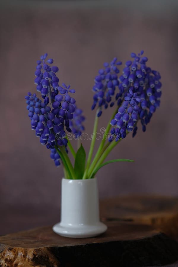 Blue Mascari Flowers in a White Ceramic Stack Stock Photo - Image of ...