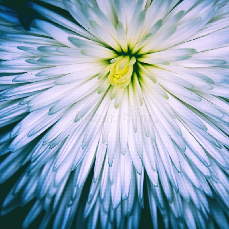 White Flower with Blue Matte Stock Photo - Image of colorful, macro ...