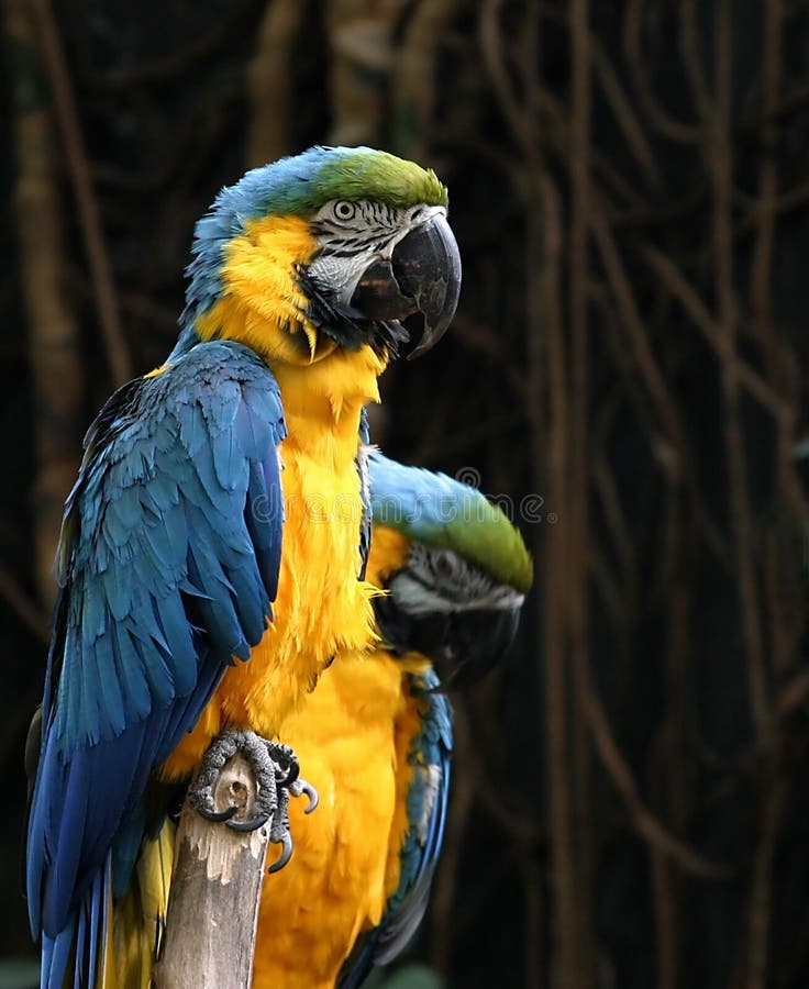 Blue Mcaws stock photo. Image of yellow, mcaw, aviary, bird - 21170