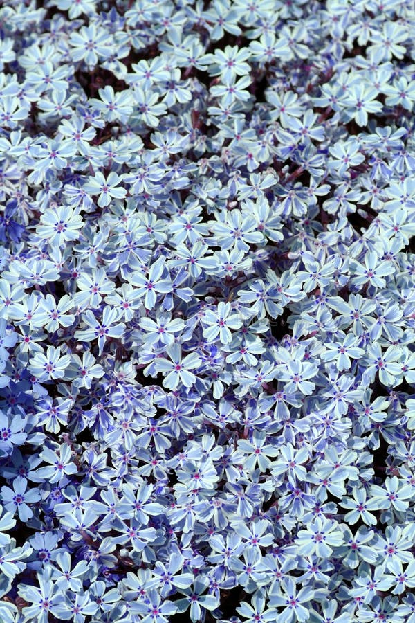 Blue meadow stock image. Image of botany, natural, petal - 916001