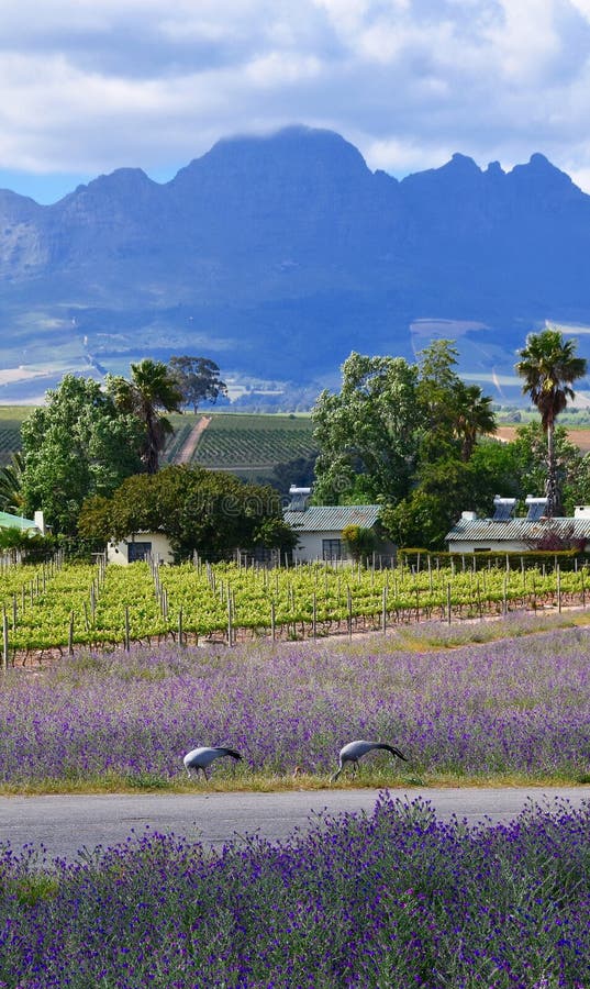 Blue meadow on a Farm stock image. Image of background - 162036089