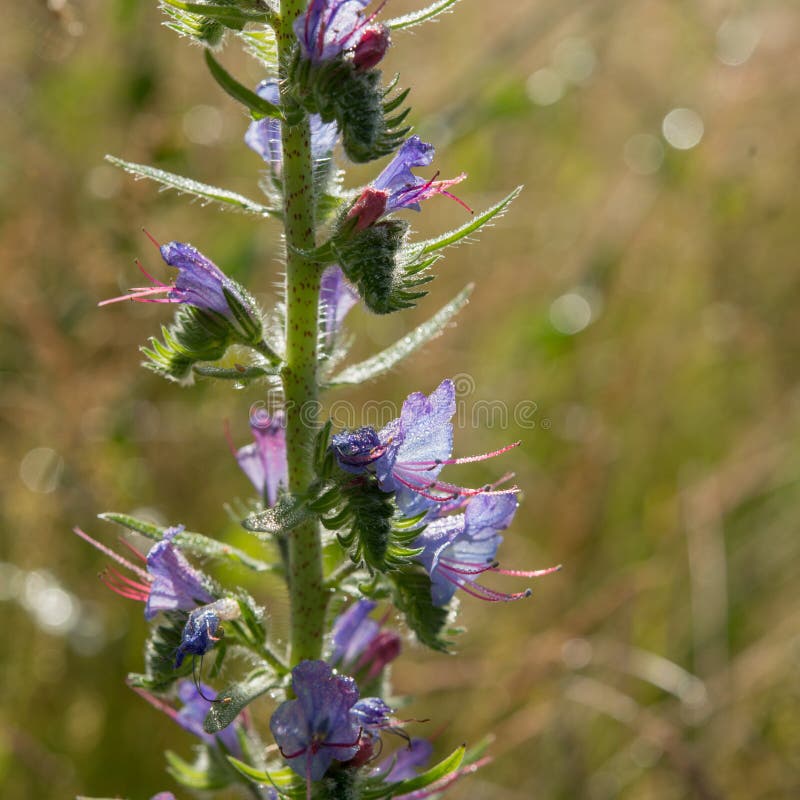 Blue Meadow Flowers in the Morning Sunlight Stock Image - Image of ...