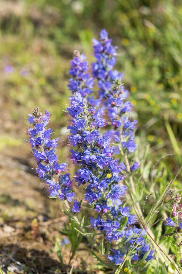 Blue Meadow Flowers in the Morning Sunlight Stock Image - Image of ...