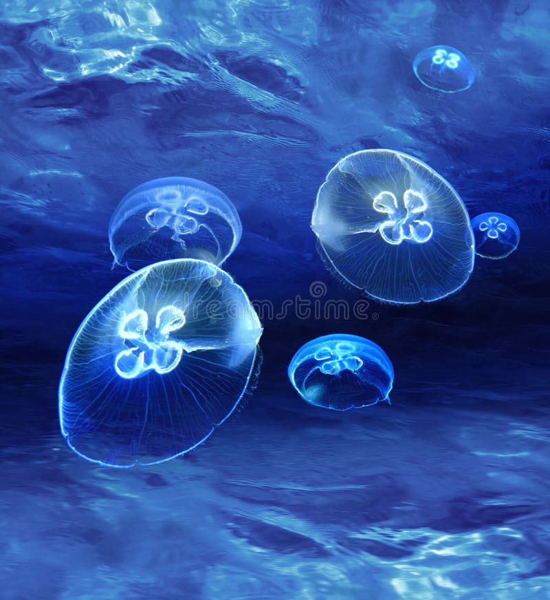Blue Medusas Glowing Underwater Stock Image - Image of ocean, animal ...