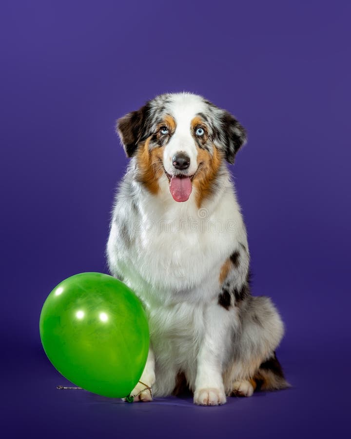 Blue merl aussie dog stock photo. Image of purebred - 252586986