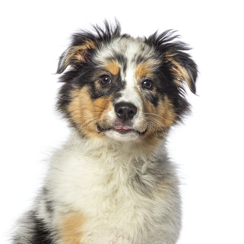 Blue Merle Australian Shepherd Dog, Isolated on White Stock Image ...