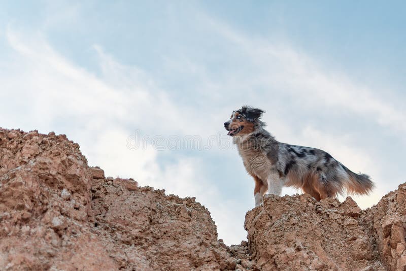 Bluemerle Australian Shepherd Dog on a Rock Stock Photo - Image of ...