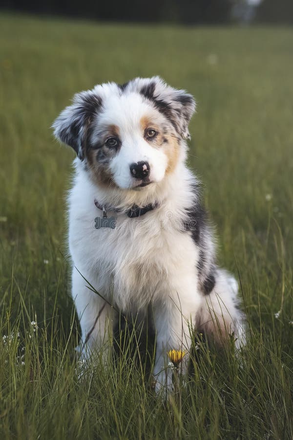 Australian Shepperd Sitting Grass Stock Photos - Free & Royalty-Free ...
