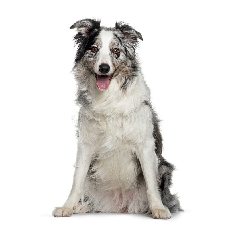 Blue Merle Australian Shepherd, Isolated on White Stock Photo - Image ...