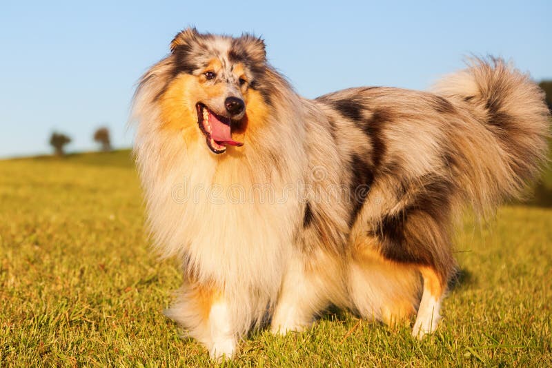 Blue Merle Colored Collie Dog Stock Photo - Image of portrait, animal ...