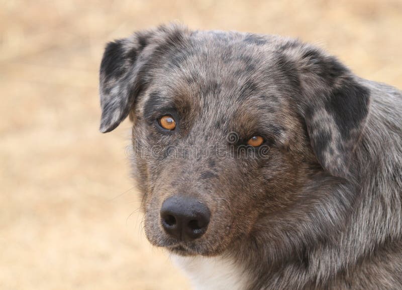 Blue Merle Dog macro stock photo. Image of mammal, trust - 38810548