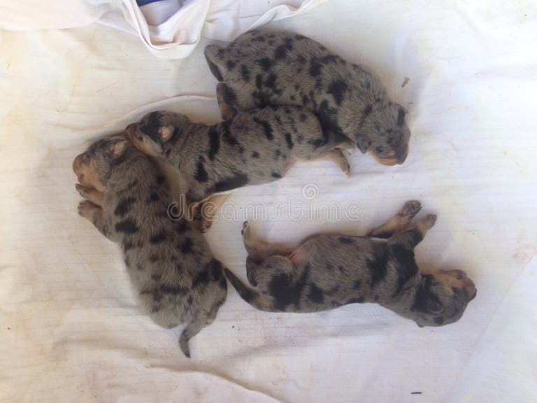 Blue Merle kelpie/koolie stock image. Image of carnivoran - 80461105