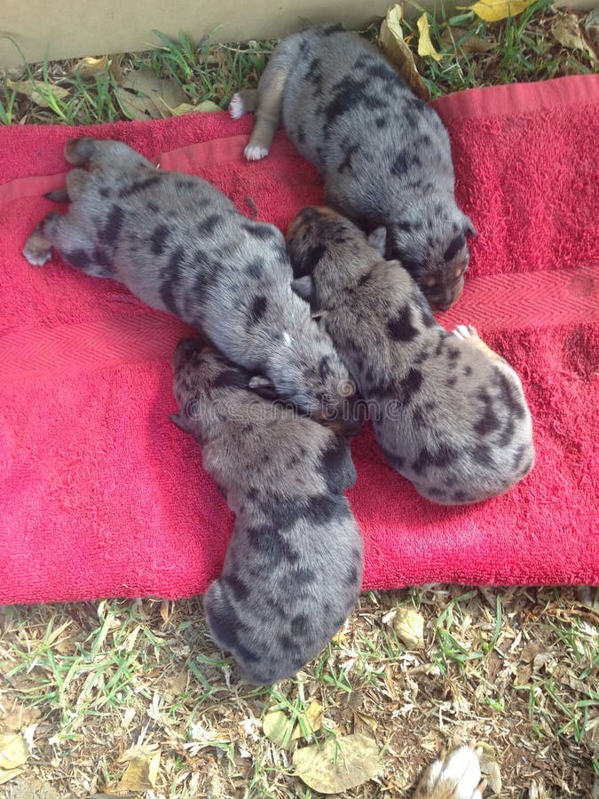 Blue Merle Kelpie Koolie Photos - Free & Royalty-Free Stock Photos from ...