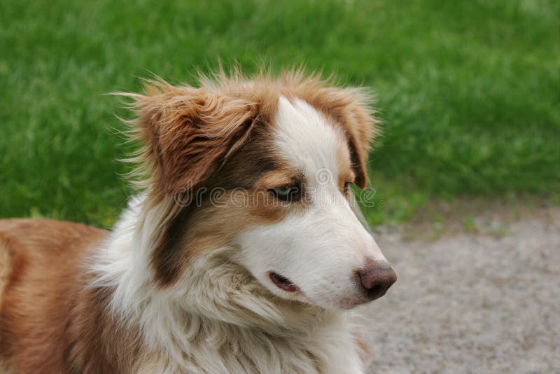 Blue Merle Sheep Dog stock photo. Image of hairy, nature - 3213686