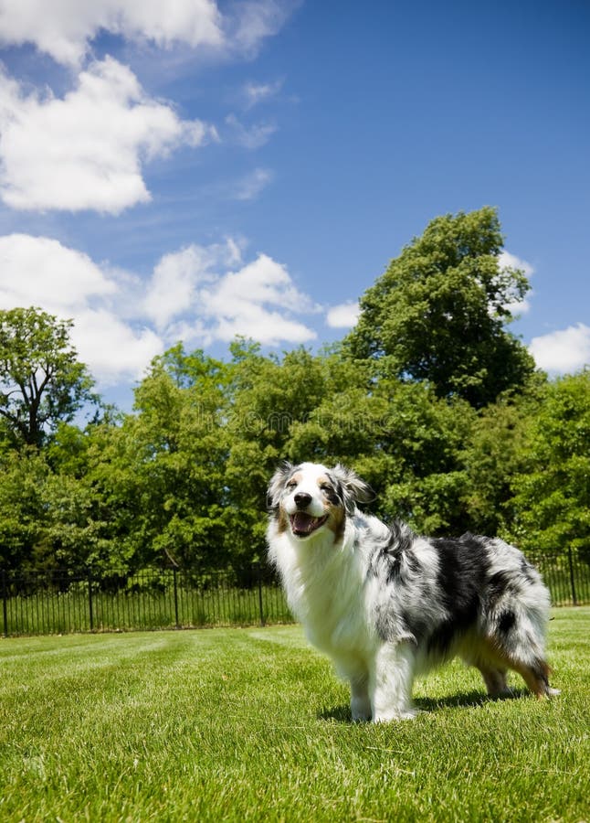 Blue Merle Tri-color Australian Shepherd Laughing Stock Image - Image ...