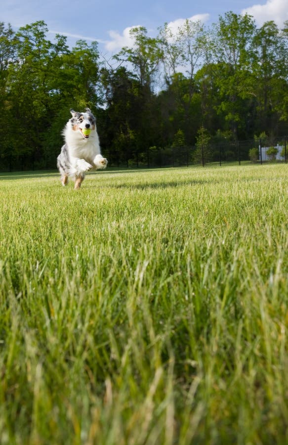 Blue Merle Tri-color Australian Shepherd Leaps Picture. Image: 5420392