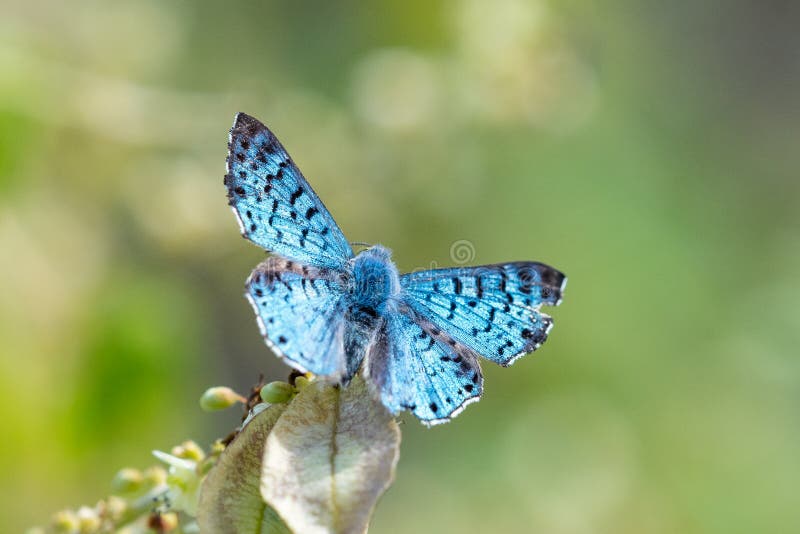 Blue Metalmark stock image. Image of fauna, sula, wings - 209240033
