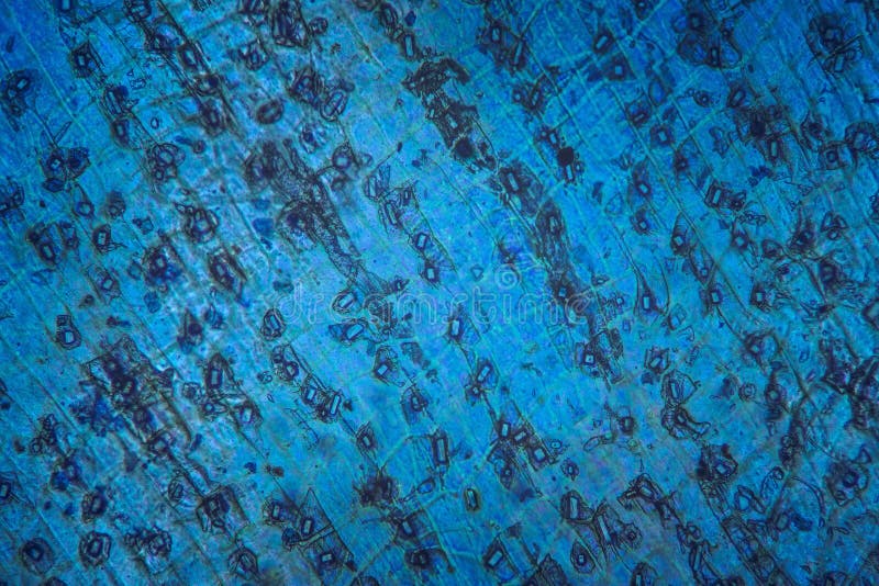 Blue Microscopic Molecules Structure Stock Image - Image of model ...