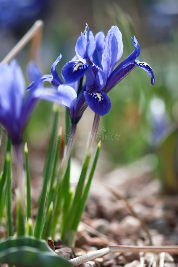 Blue Mini Iris Flower stock image. Image of beginning - 140590331