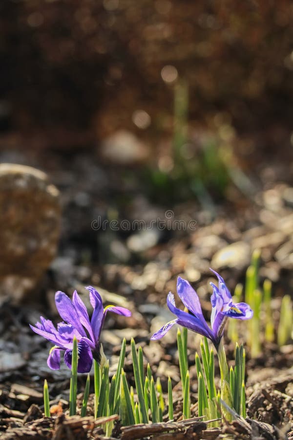 Blue Mini Iris flower stock photo. Image of bloom, colorful - 250284738
