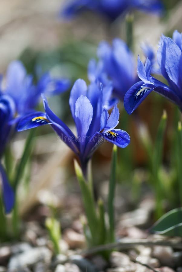 Blue Mini Iris stock image. Image of environment, ecological - 99906145
