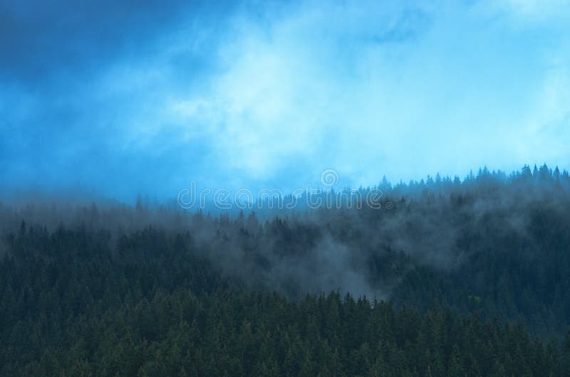 Blue Mist Over Pine Trees in the Forest in the Mountains Stock Image ...