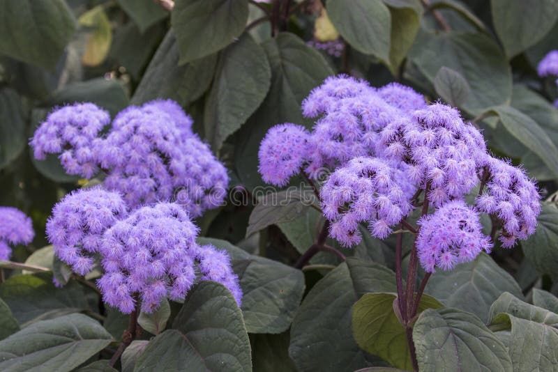 Blue Mist plant stock photo. Image of australia, flora - 198698584
