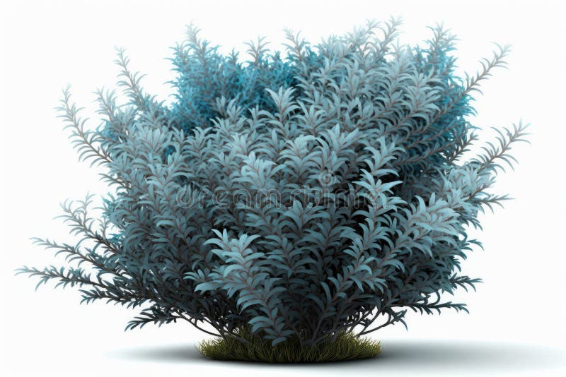 Blue Mist Shrub Bush on White Background. Generative AI Stock ...