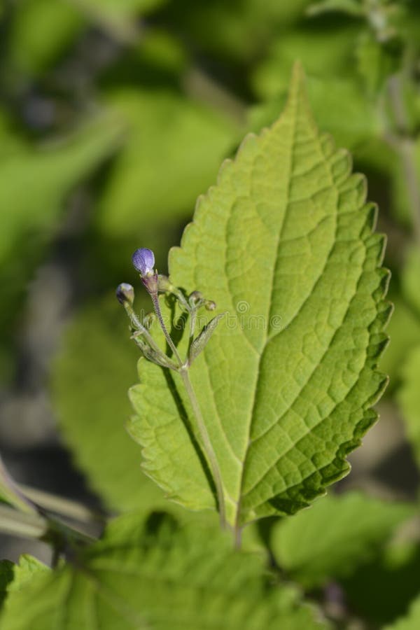 Blue Mist or Fog, Sky and Clouds. Stock Image - Image of landscape ...