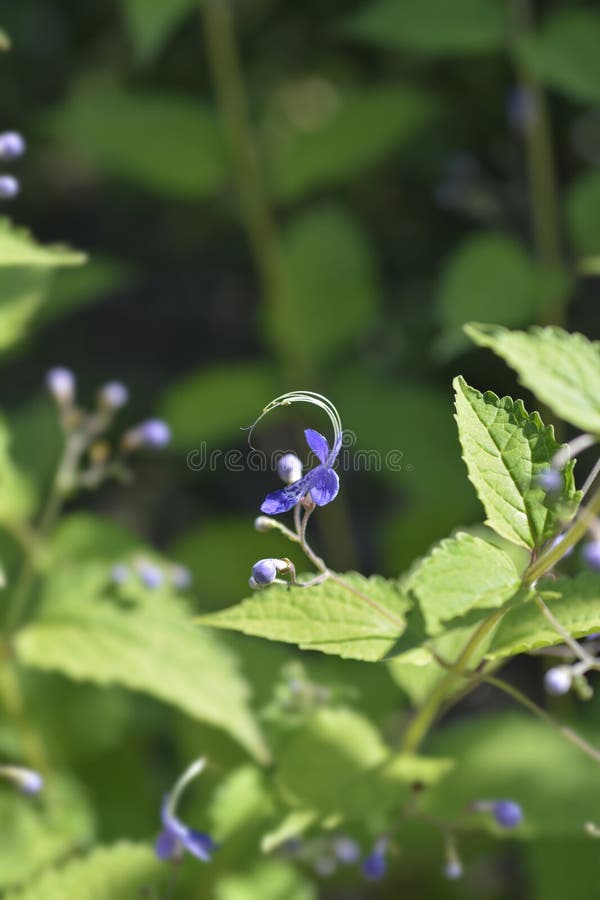 Blue mist spiraea stock image. Image of divaricata, bluebeard - 292359295