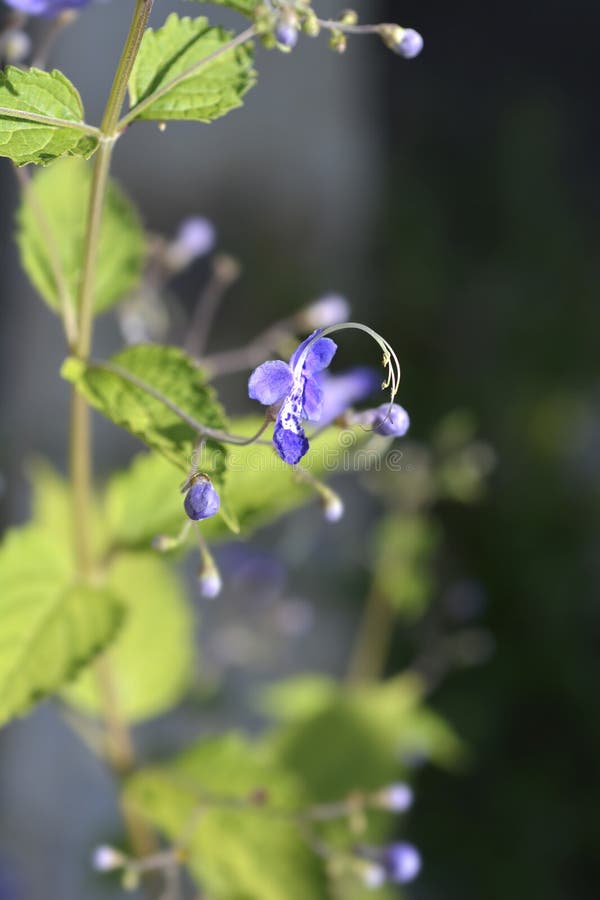 Blue mist spiraea stock image. Image of blue, leaf, botany - 306775359