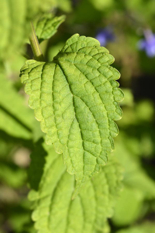 Blue mist spiraea stock photo. Image of outdoors, bluebeard - 327333410