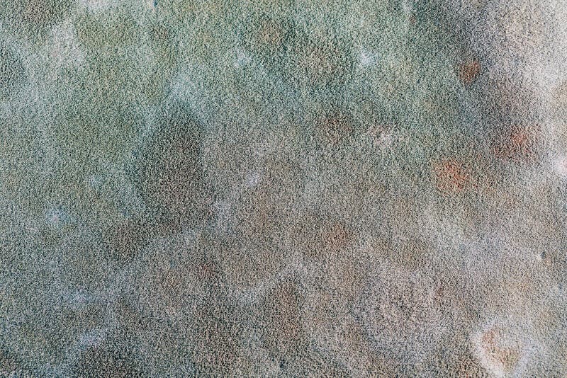 Blue Mold Abstract Background Stock Photo - Image of fungal, mold ...