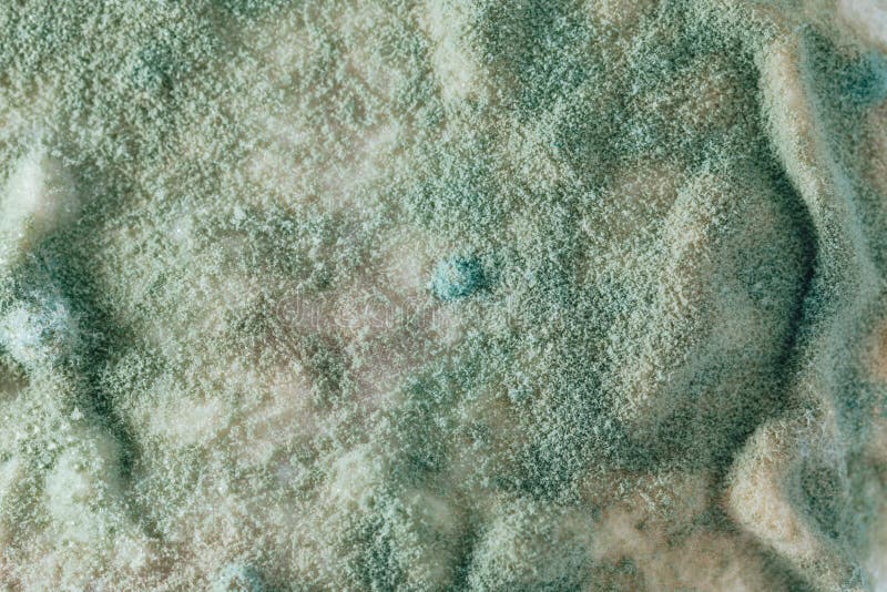 Blue mold background stock image. Image of green, micro - 213023867