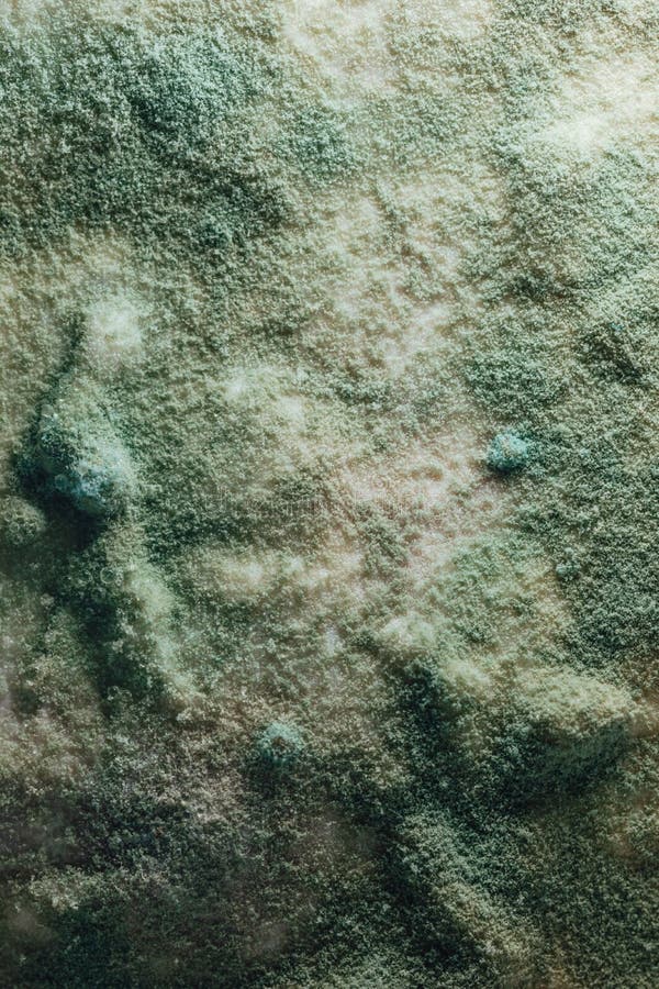 Blue mold background stock image. Image of life, fungi - 214239527